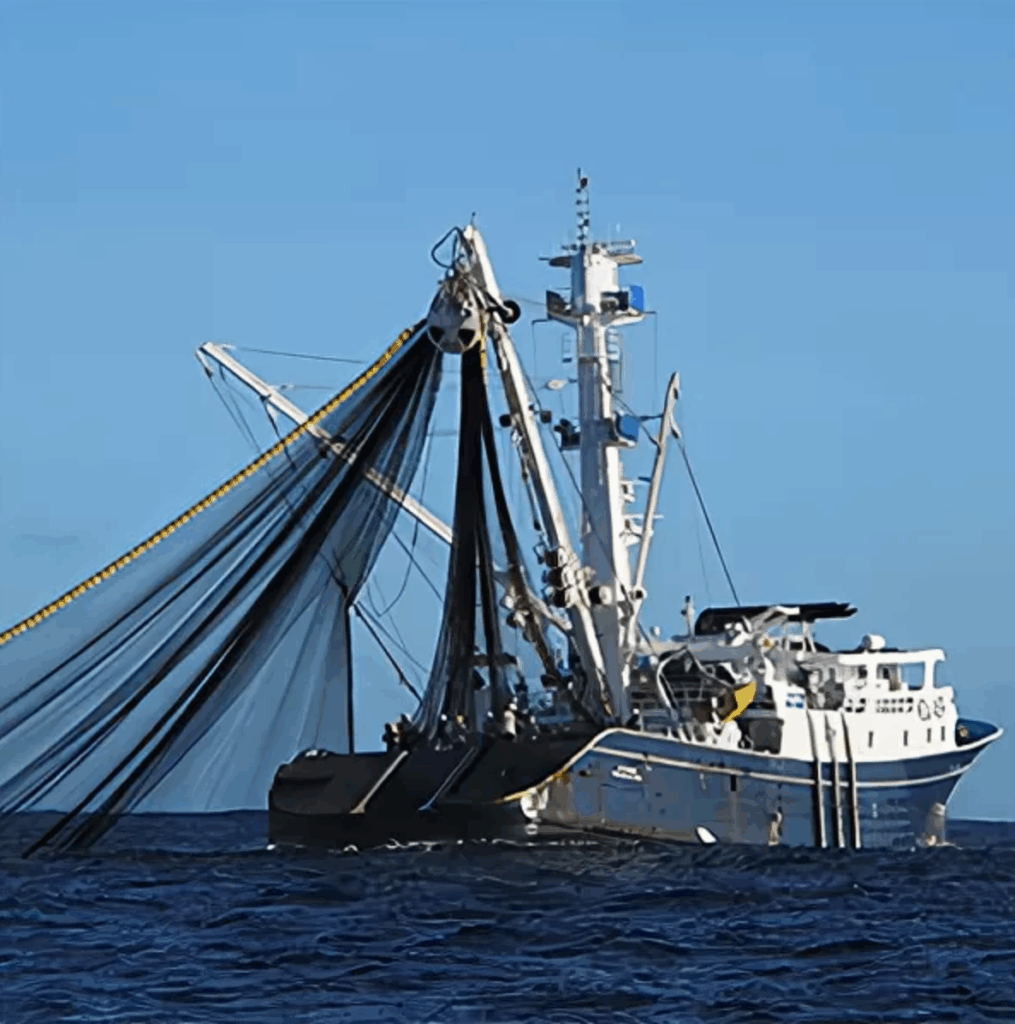 俄罗斯鱼类与海产品全球供应 | EnhofChina 国际采购与物流Global Supply of Russian Fish & Seafood